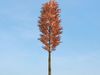 Tall Red Tree 3D model | CGTrader