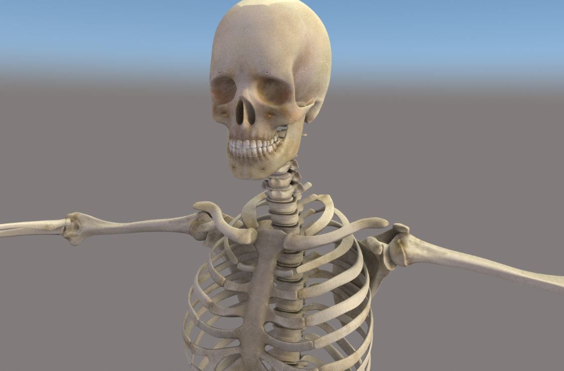 Human Skelton free 3D model | CGTrader