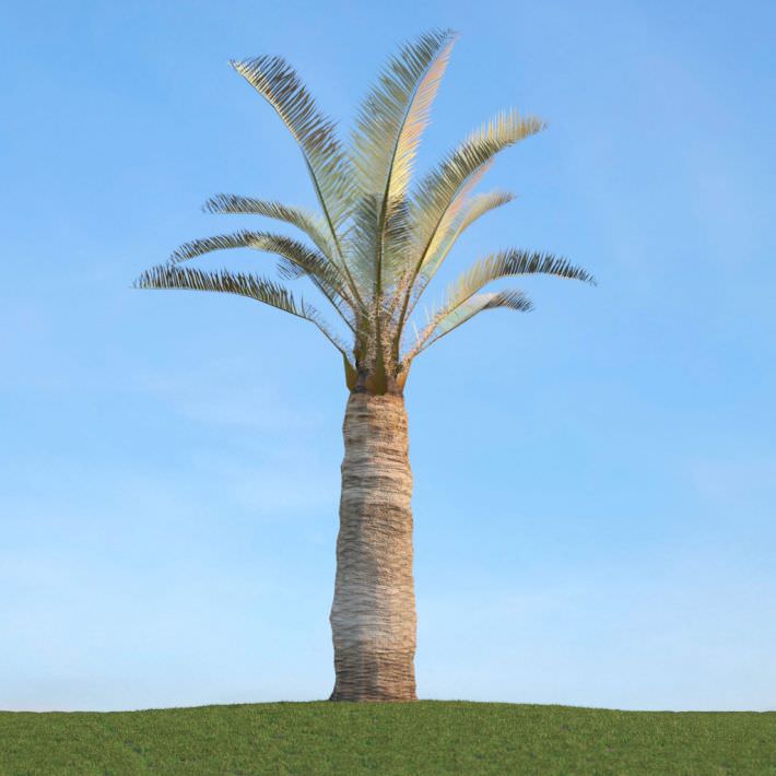 Jubela Chilensis Tree 3D model | CGTrader