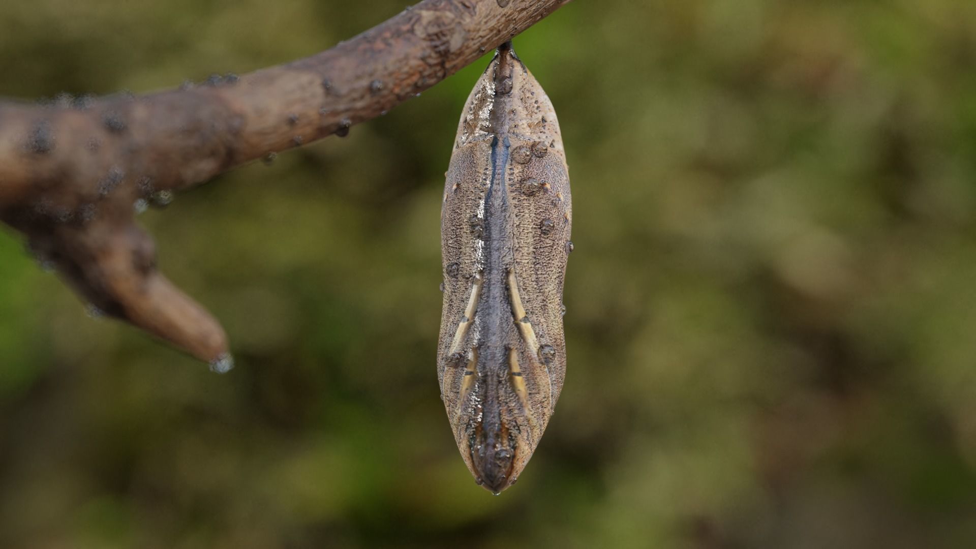 3D model Butterfly cocoon VR / AR / low-poly | CGTrader