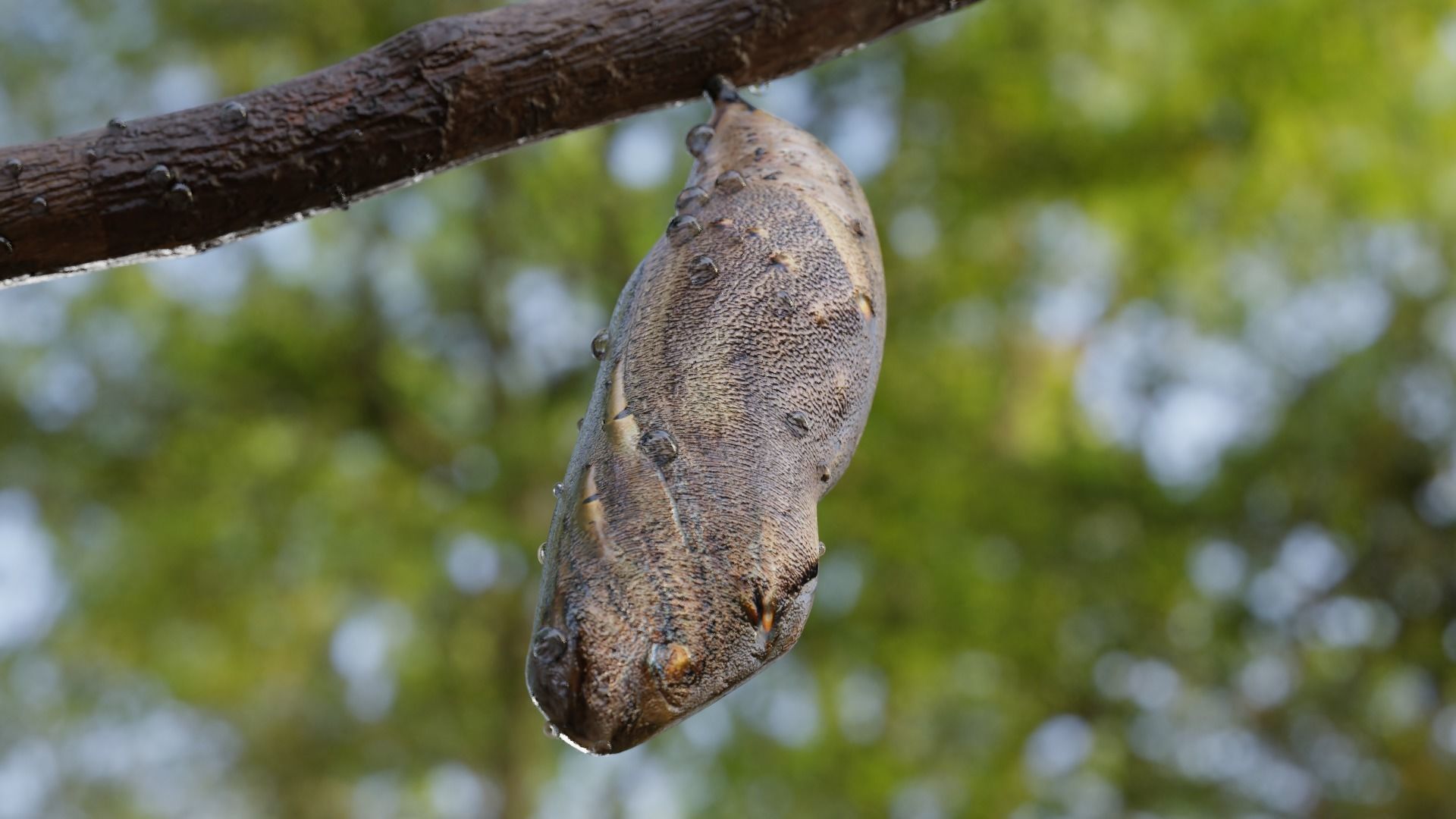 3D model Butterfly cocoon VR / AR / low-poly | CGTrader