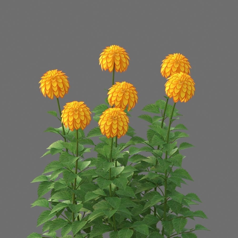 XfrogPlants Dahlia 3D model animated | CGTrader