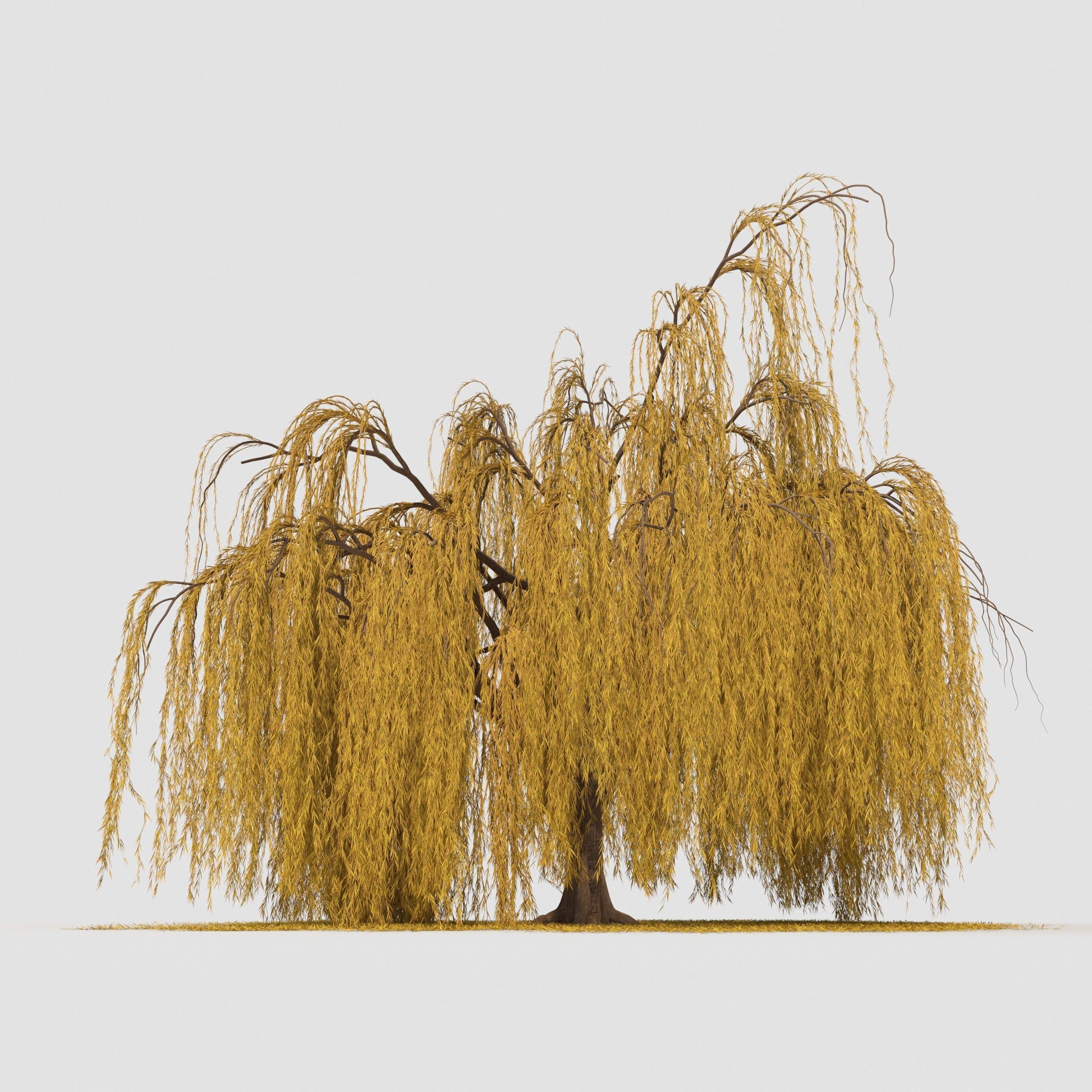 weeping willow tree 3D model | CGTrader
