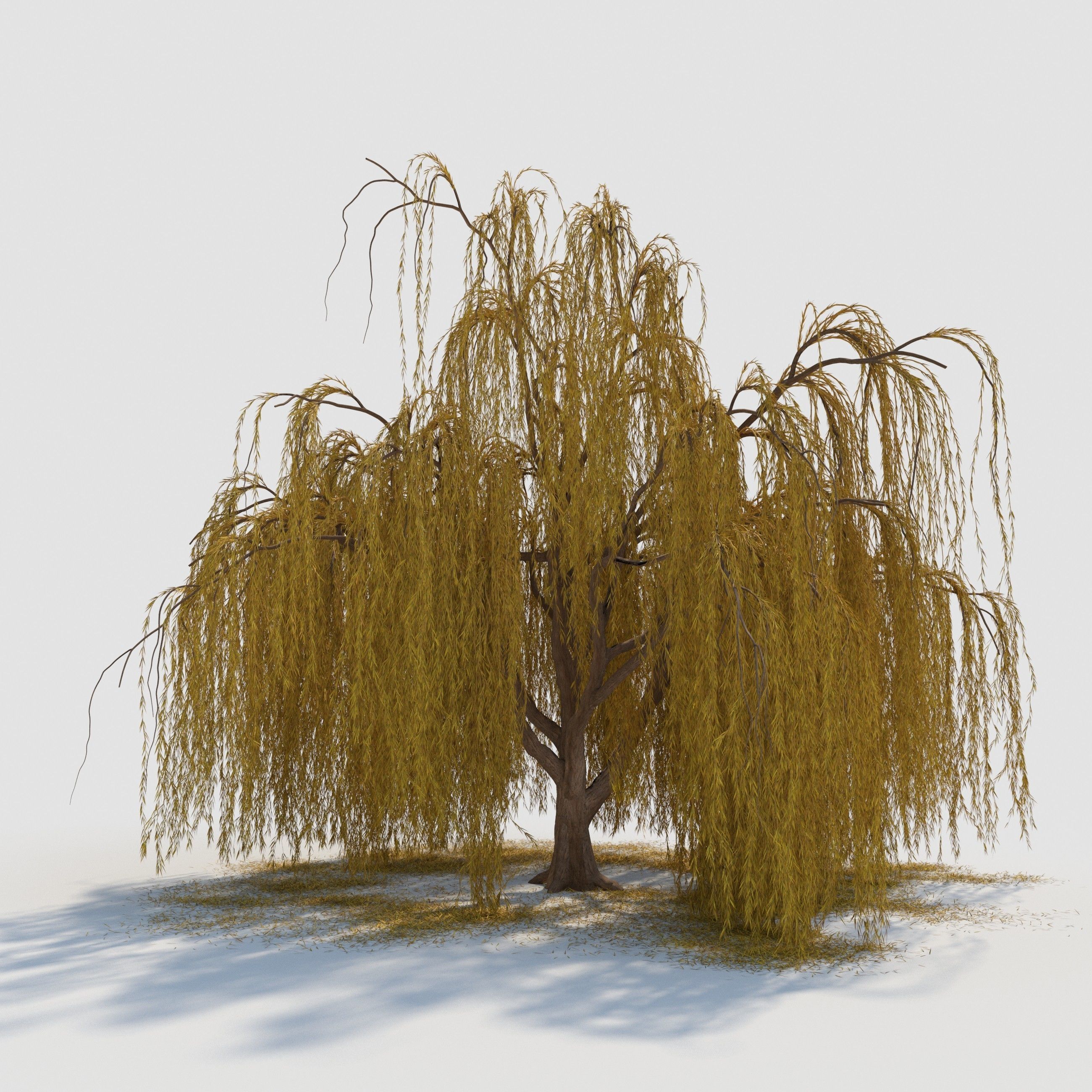 weeping willow tree 3D model | CGTrader