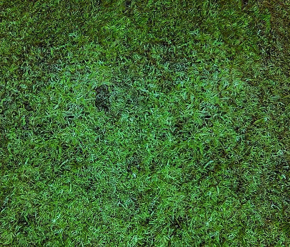 Grass Patch 3D Model 3D model | CGTrader
