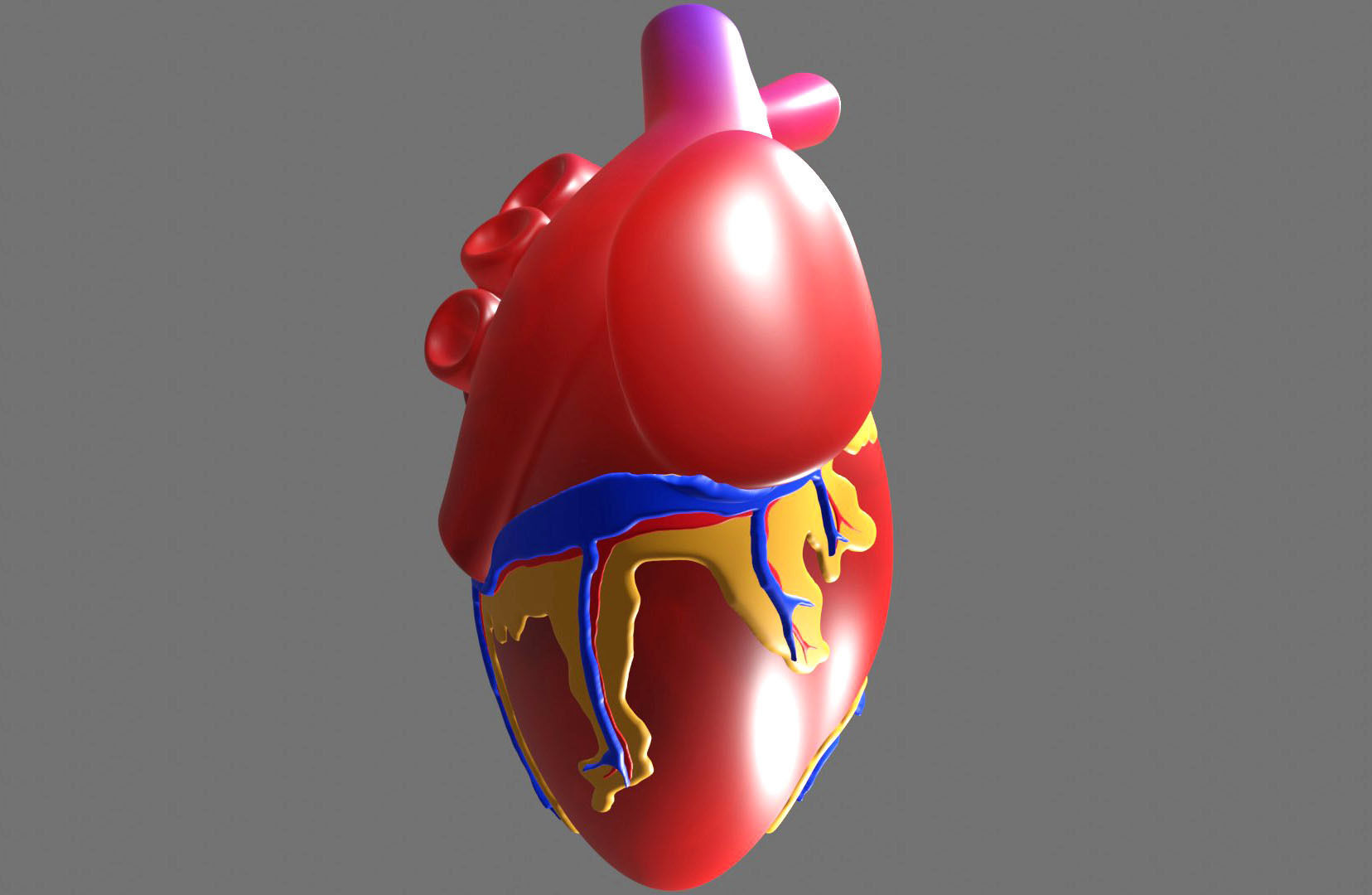 Anatomical Heart Model 3D model | CGTrader