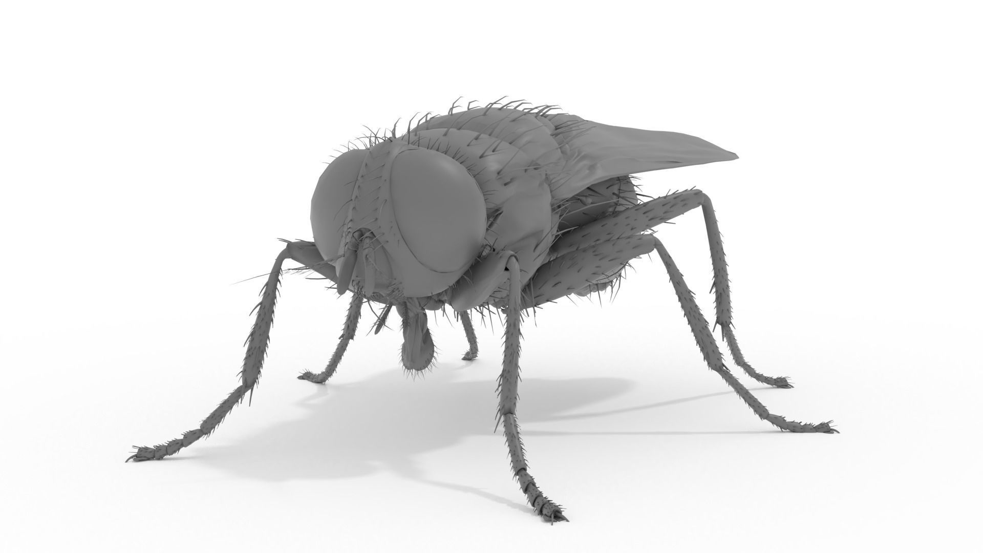 Housefly 3D print model fly 3D model 3D printable | CGTrader