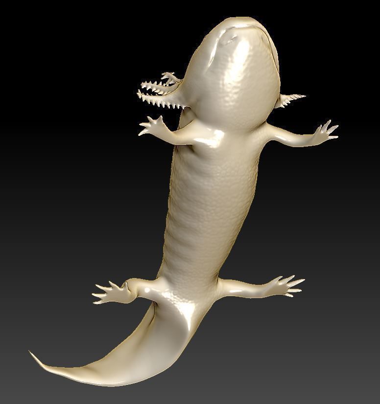 Axolotl 3D model 3D printable | CGTrader