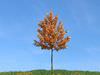 Fall Leaf Tree 3D model | CGTrader
