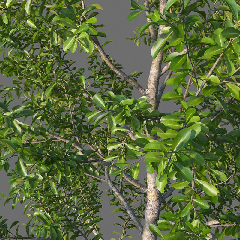 XfrogPlants Beeftree - Guapira Discolor 3D model | CGTrader