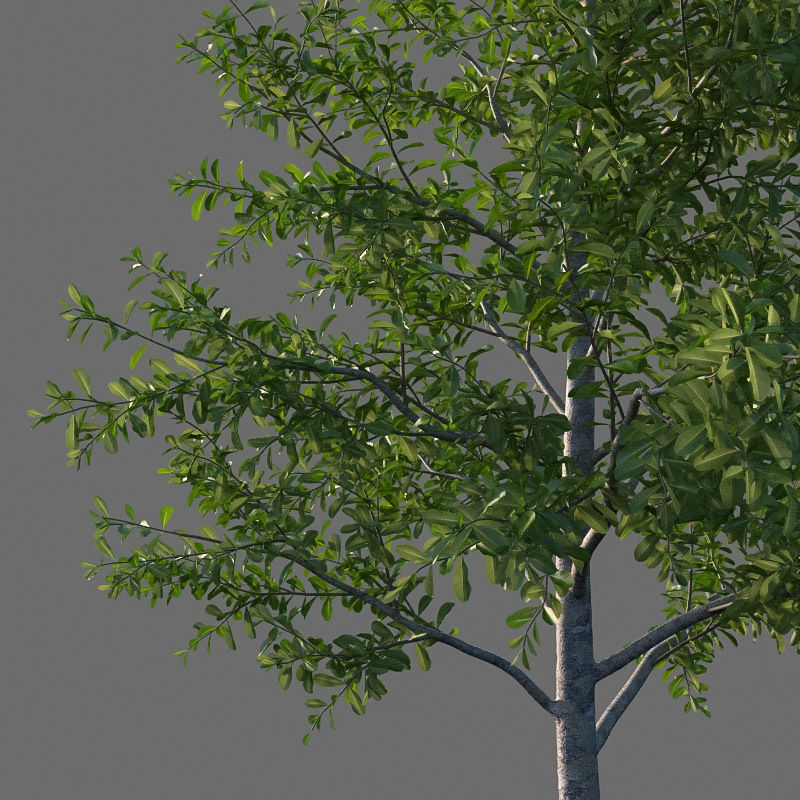 XfrogPlants Beeftree - Guapira Discolor 3D model | CGTrader