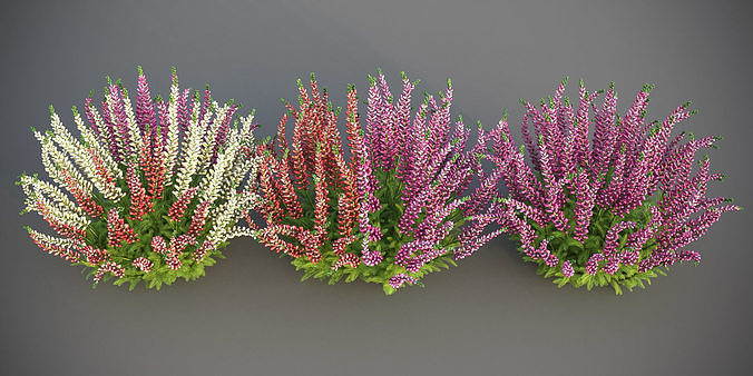 XfrogPlants Heather 3D model animated | CGTrader