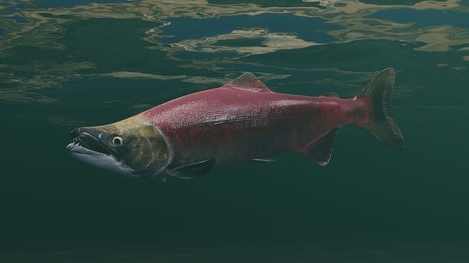 3D model Sockeye Salmon VR / AR / low-poly | CGTrader