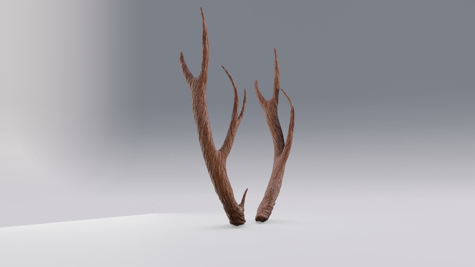 Deer Antlers free 3D model | CGTrader