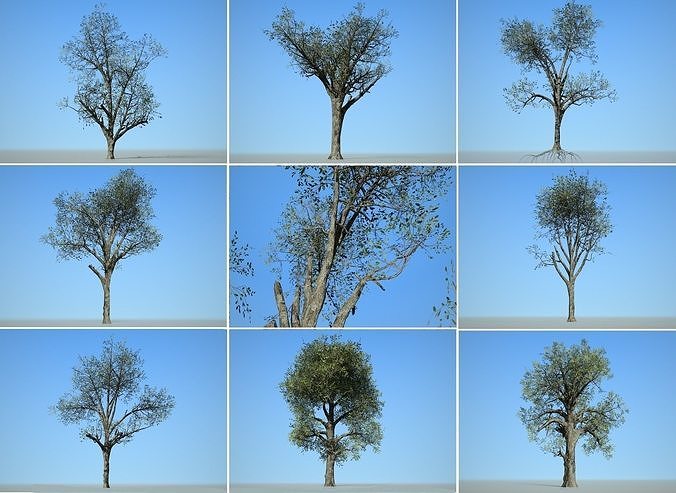 Tree Collection 001 | CGTrader