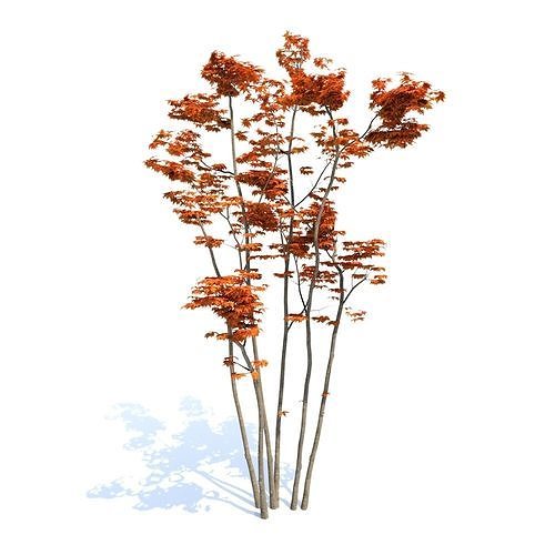 3Dmode Tree Japanese Momiji 3D model | CGTrader