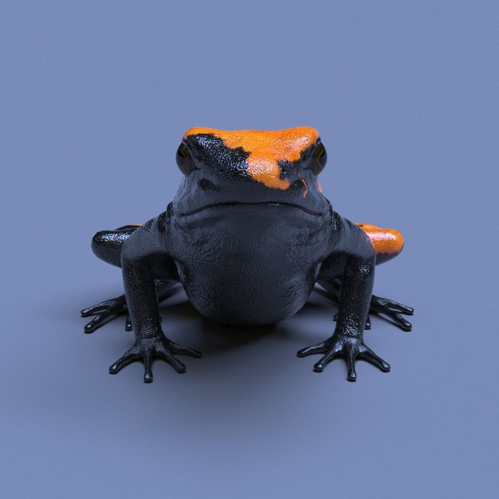 Poison Dart Frogs v3 - Package 3D model | CGTrader