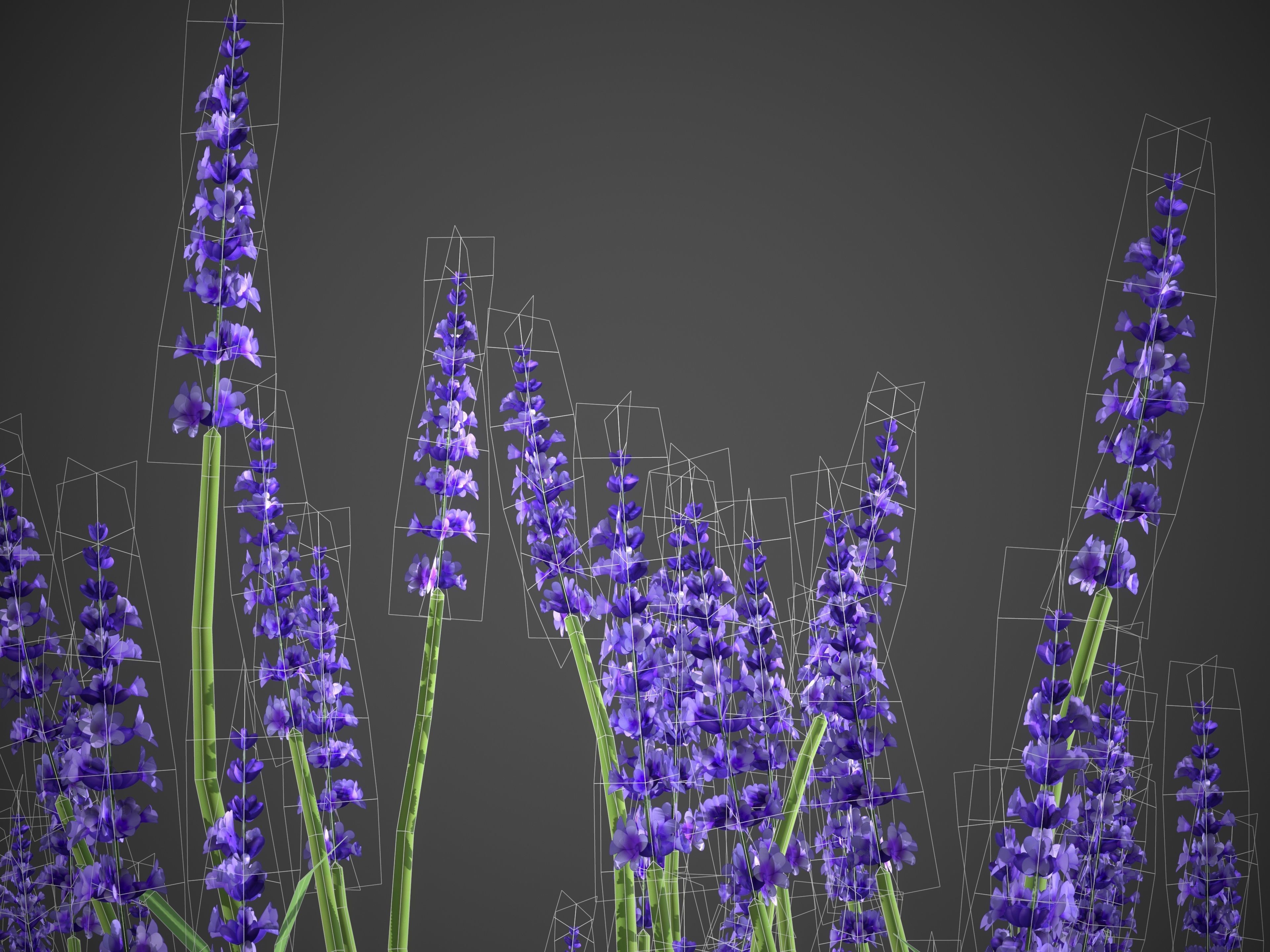 XfrogPlants Lavender - Lavandula Angustifolia 3D model animated | CGTrader