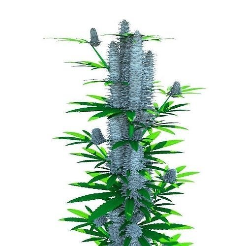 Marijuana 3D model | CGTrader