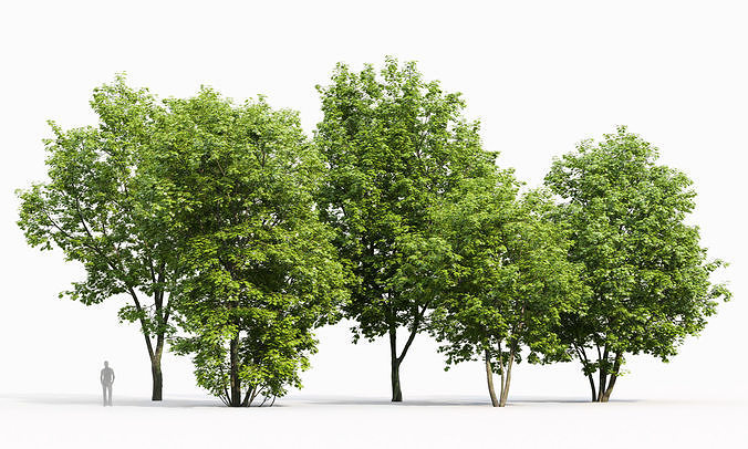 Maple tree pack 01 3D Model Collection | CGTrader