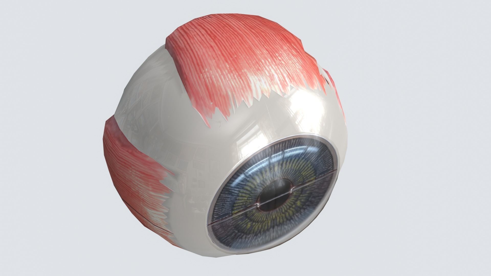 Eye Anatomy free 3D model | CGTrader