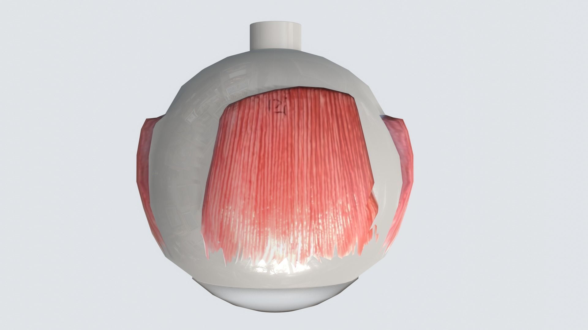 Eye Anatomy free 3D model | CGTrader