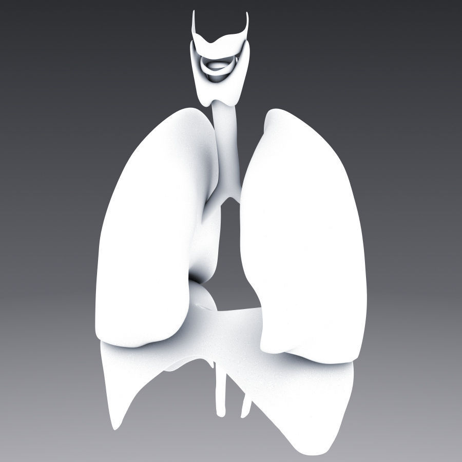 3D model Human anatomy Animated High Poly and lowpoly Unity included VR ...