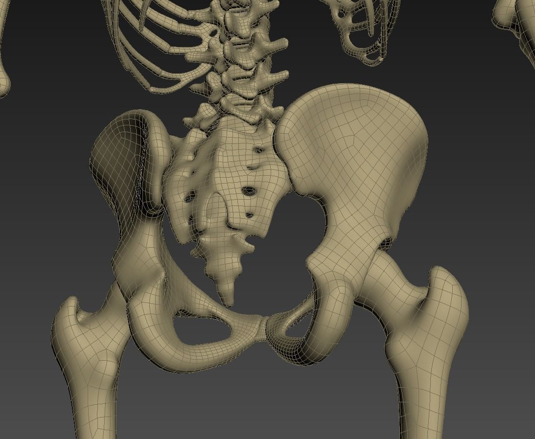 3D model Human anatomy Animated High Poly and lowpoly Unity included VR ...