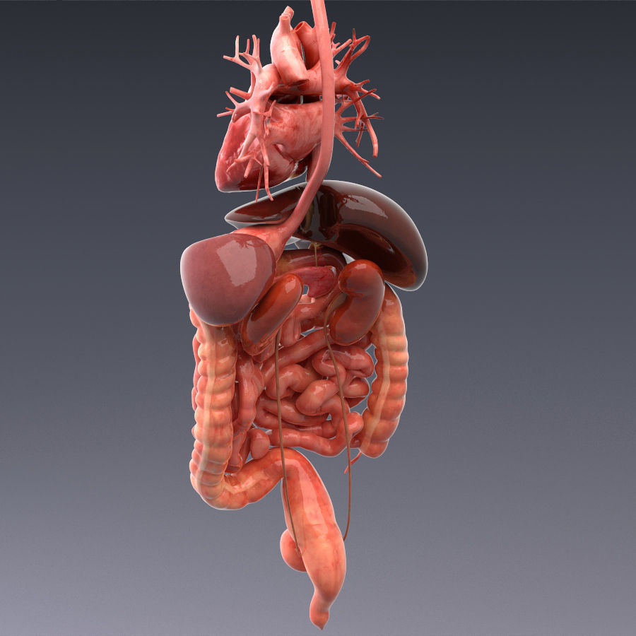 3D model Human anatomy Animated High Poly and lowpoly Unity included VR ...