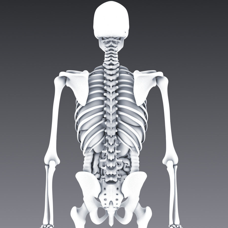 3D model Human anatomy Animated High Poly and lowpoly Unity included VR ...