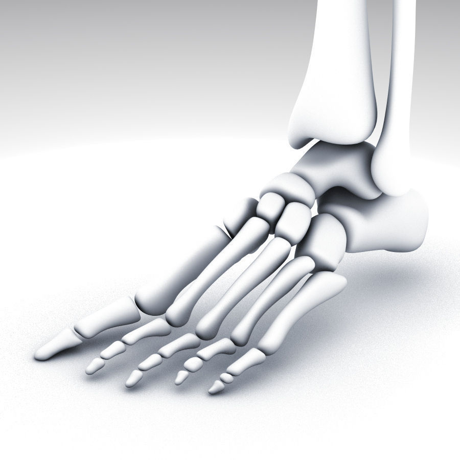 3D model Human anatomy Animated High Poly and lowpoly Unity included VR ...