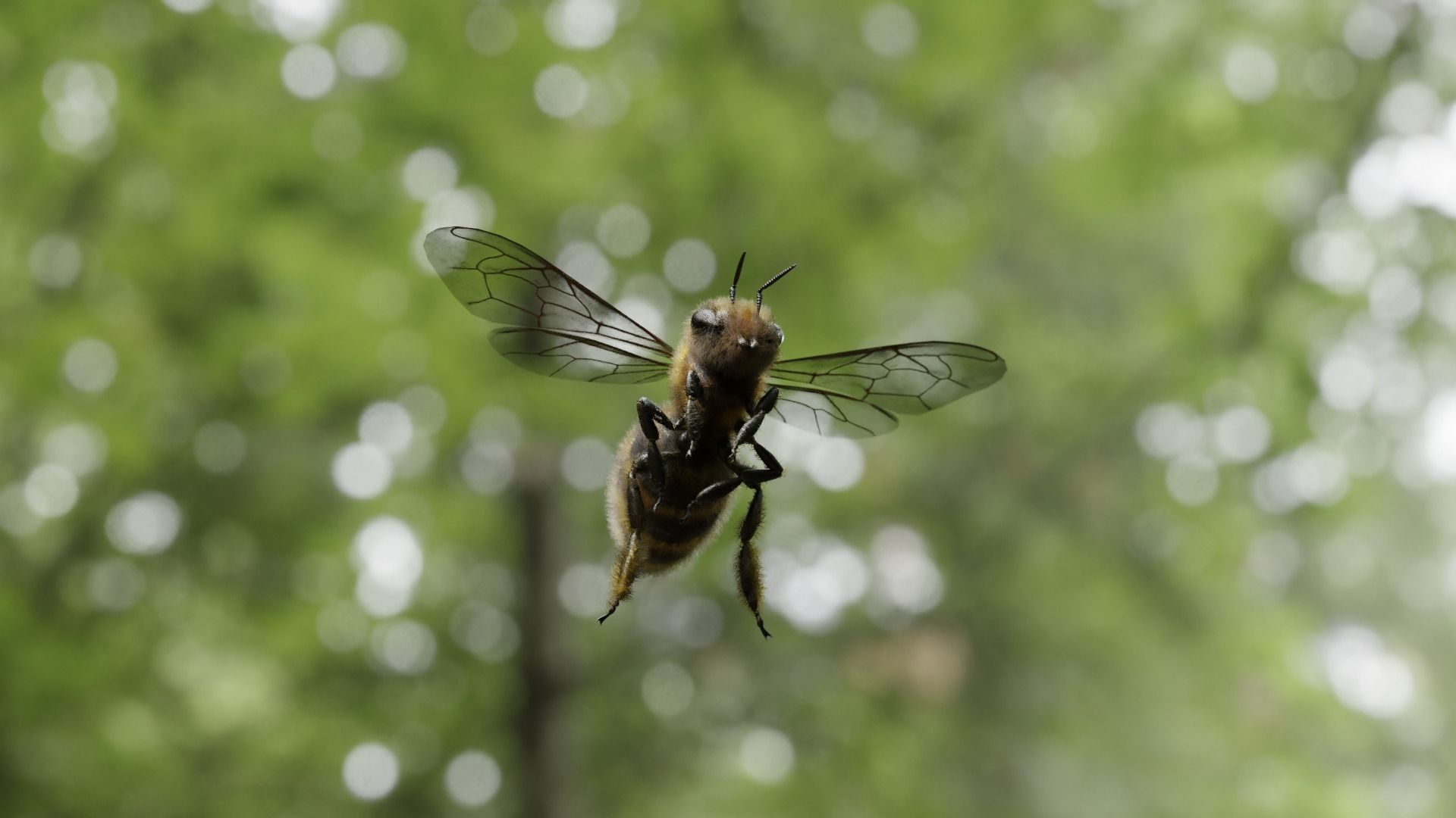 3D model Honey bee VR / AR / low-poly | CGTrader