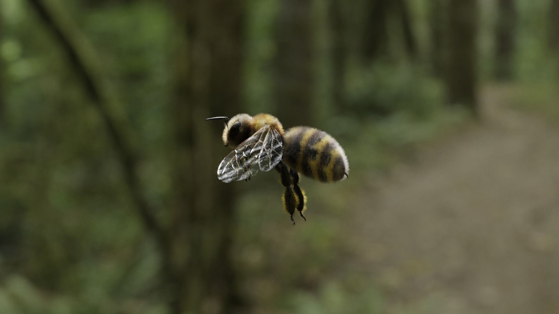 3D model Honey bee VR / AR / low-poly | CGTrader