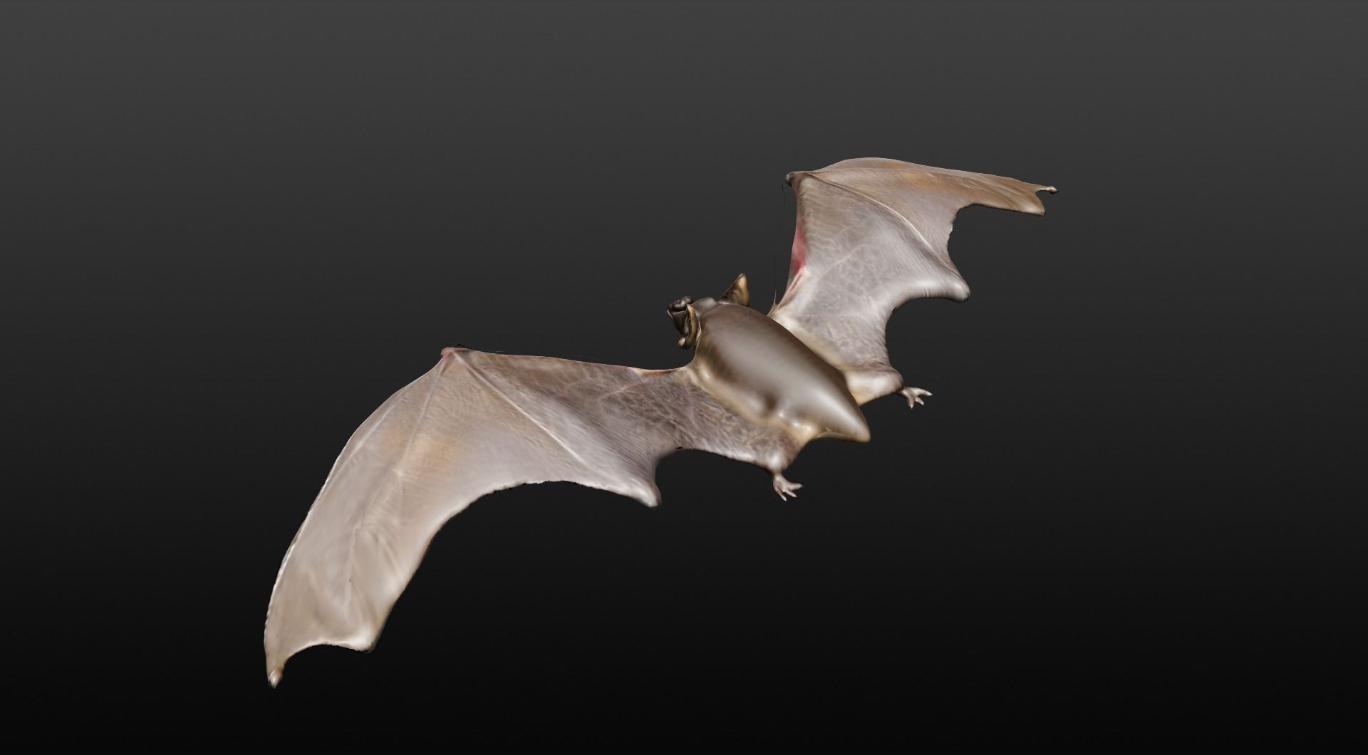 VAMPIRE BAT 3D model | CGTrader