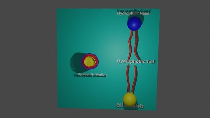 Formation of micelles 3D model animated | CGTrader