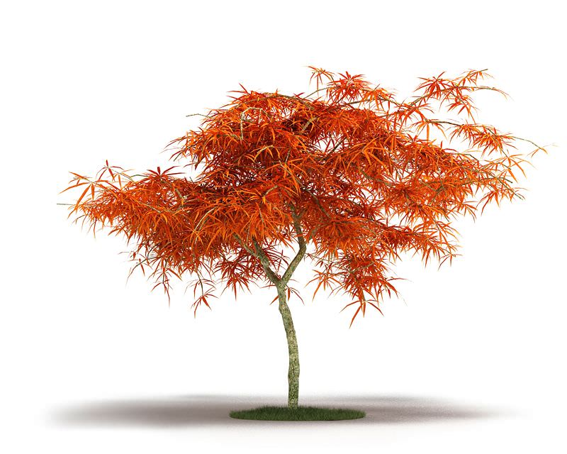 Orange Leaf Tree 3d Model Cgtrader