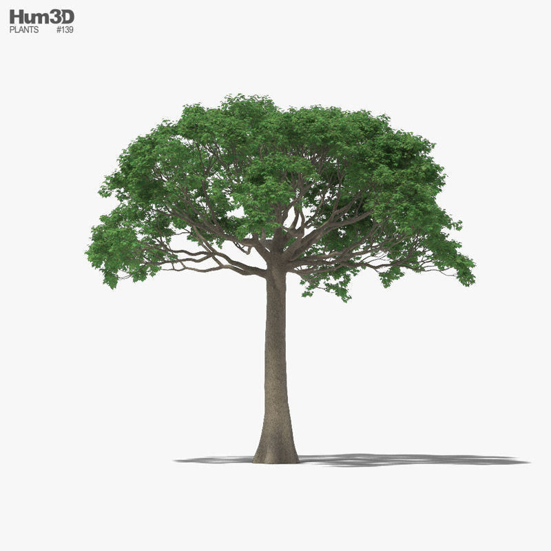 Ceiba tree 3D model | CGTrader