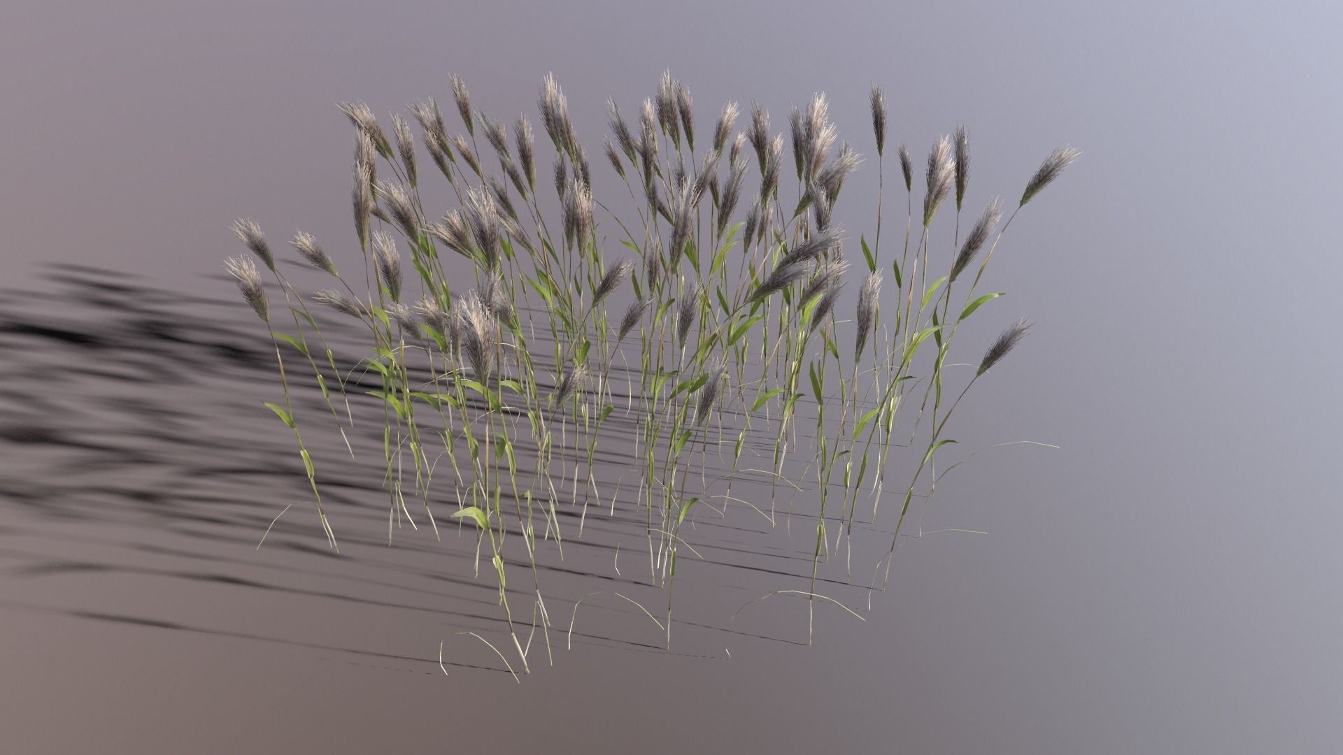 3D model Wheat Plant VR / AR / low-poly | CGTrader