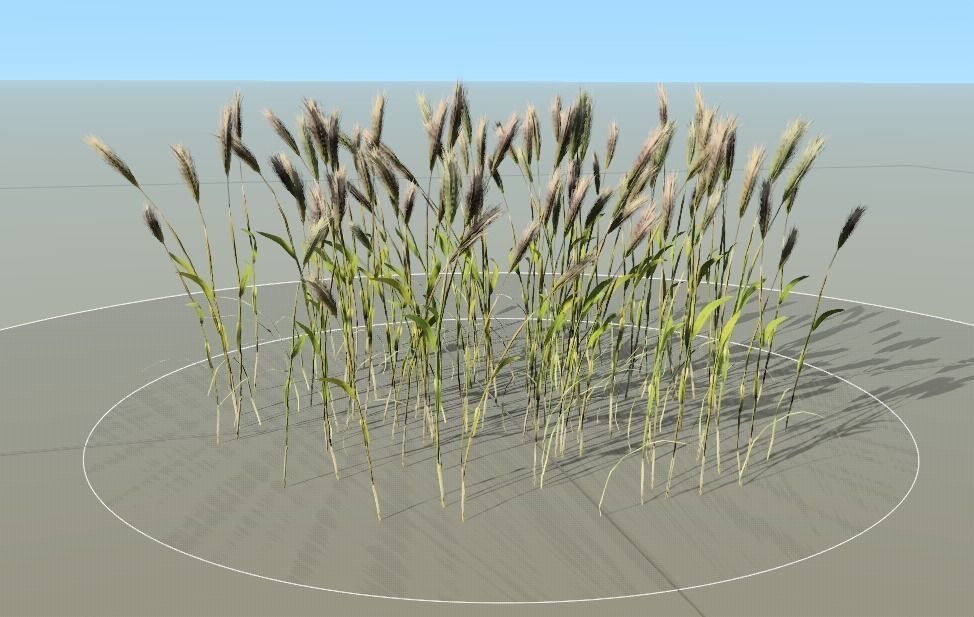 3D model Wheat Plant VR / AR / low-poly | CGTrader