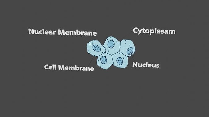 Cheek Cell Diagram