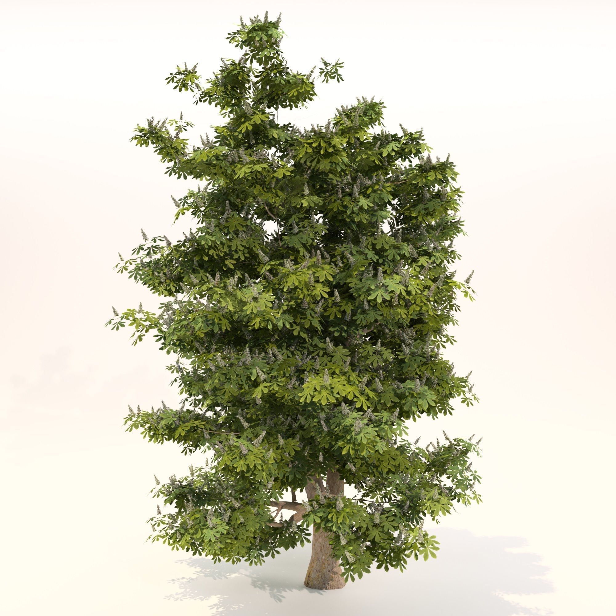 Blooming chestnut 3D model | CGTrader