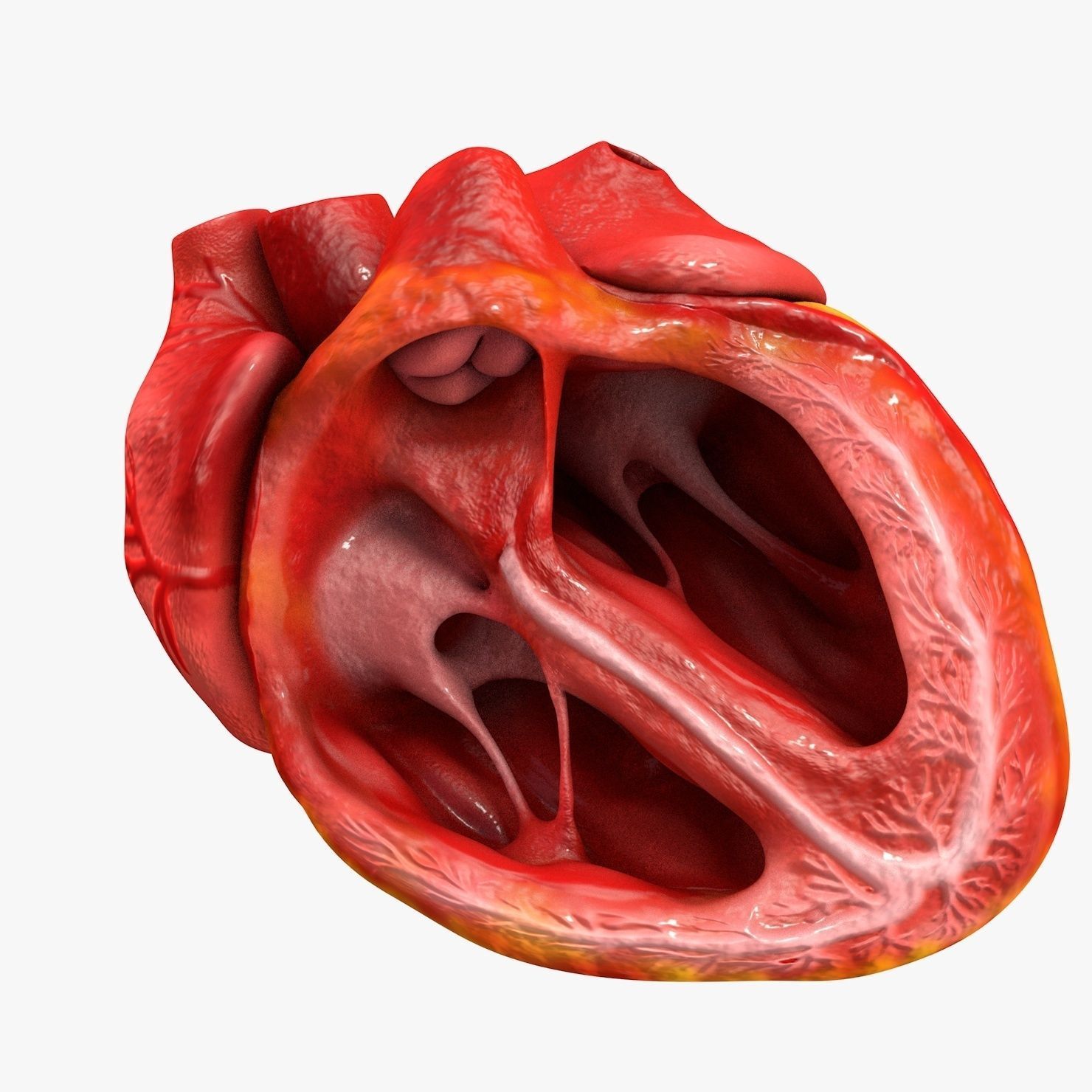 3D model Animated Realistic Human Heart - Medically Accurate VR / AR ...