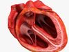 3D model Animated Realistic Human Heart - Medically Accurate VR / AR ...