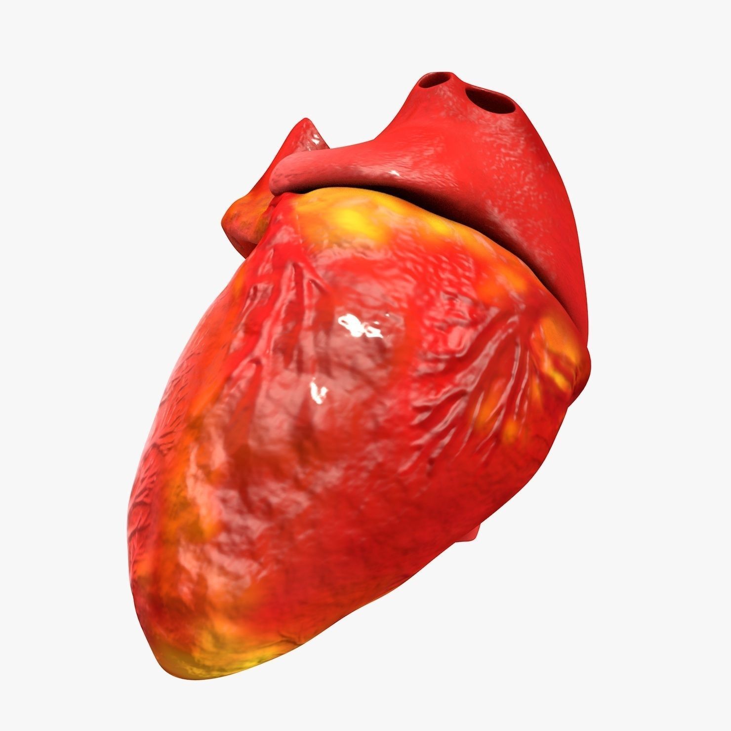 3D model Animated Realistic Human Heart - Medically Accurate VR / AR / low-poly animated | CGTrader