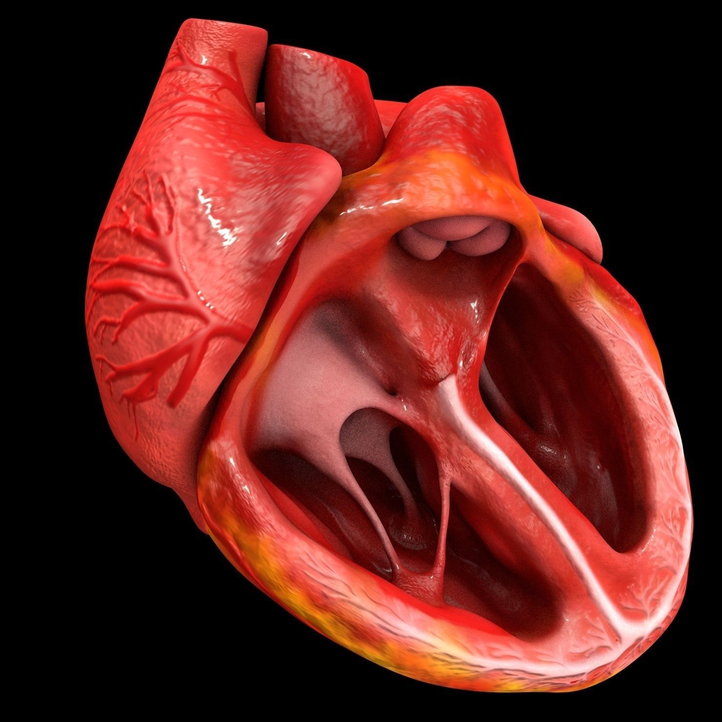 3D model Animated Realistic Human Heart - Medically Accurate VR / AR ...