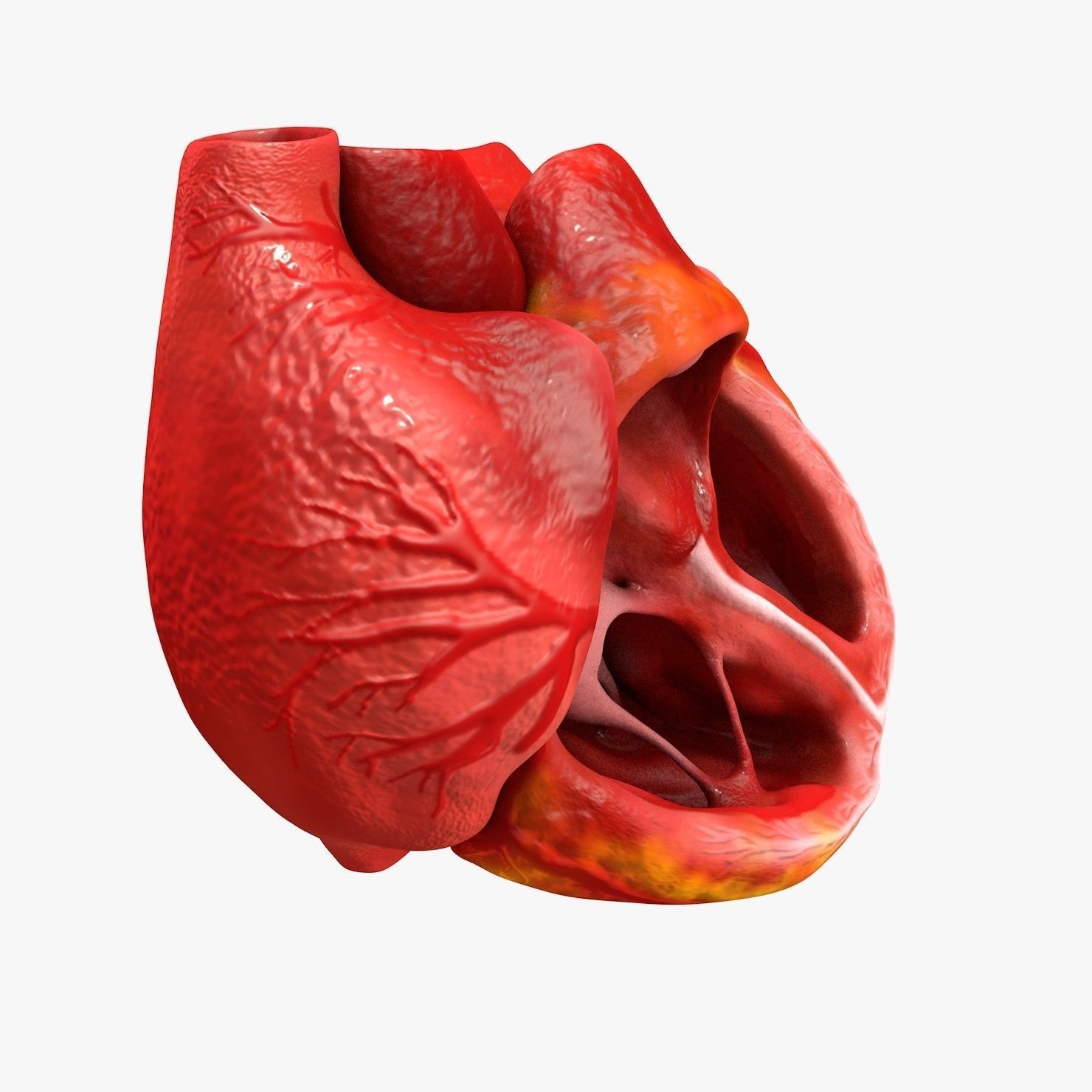 3D model Animated Realistic Human Heart - Medically Accurate VR / AR ...