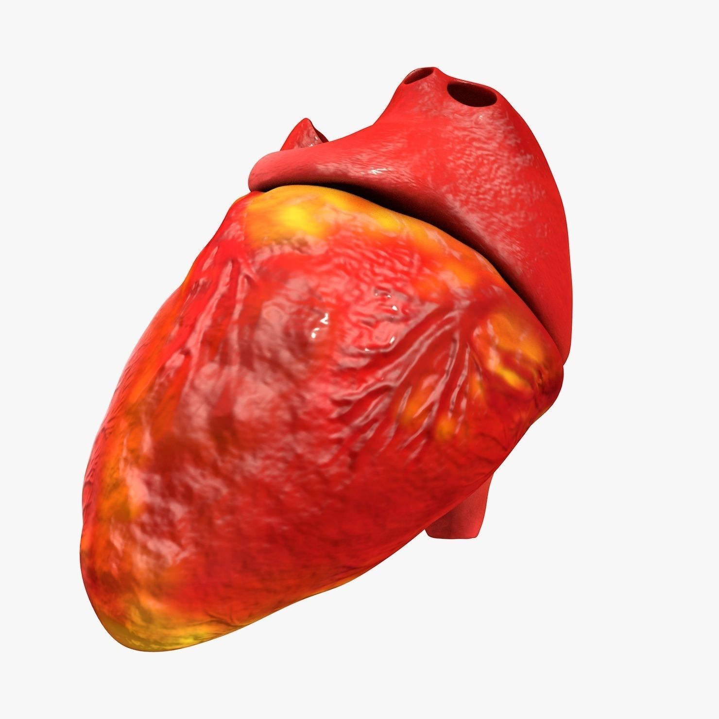 3D model Animated Realistic Human Heart - Medically Accurate VR / AR ...