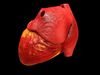 3D model Animated Realistic Human Heart - Medically Accurate VR / AR ...