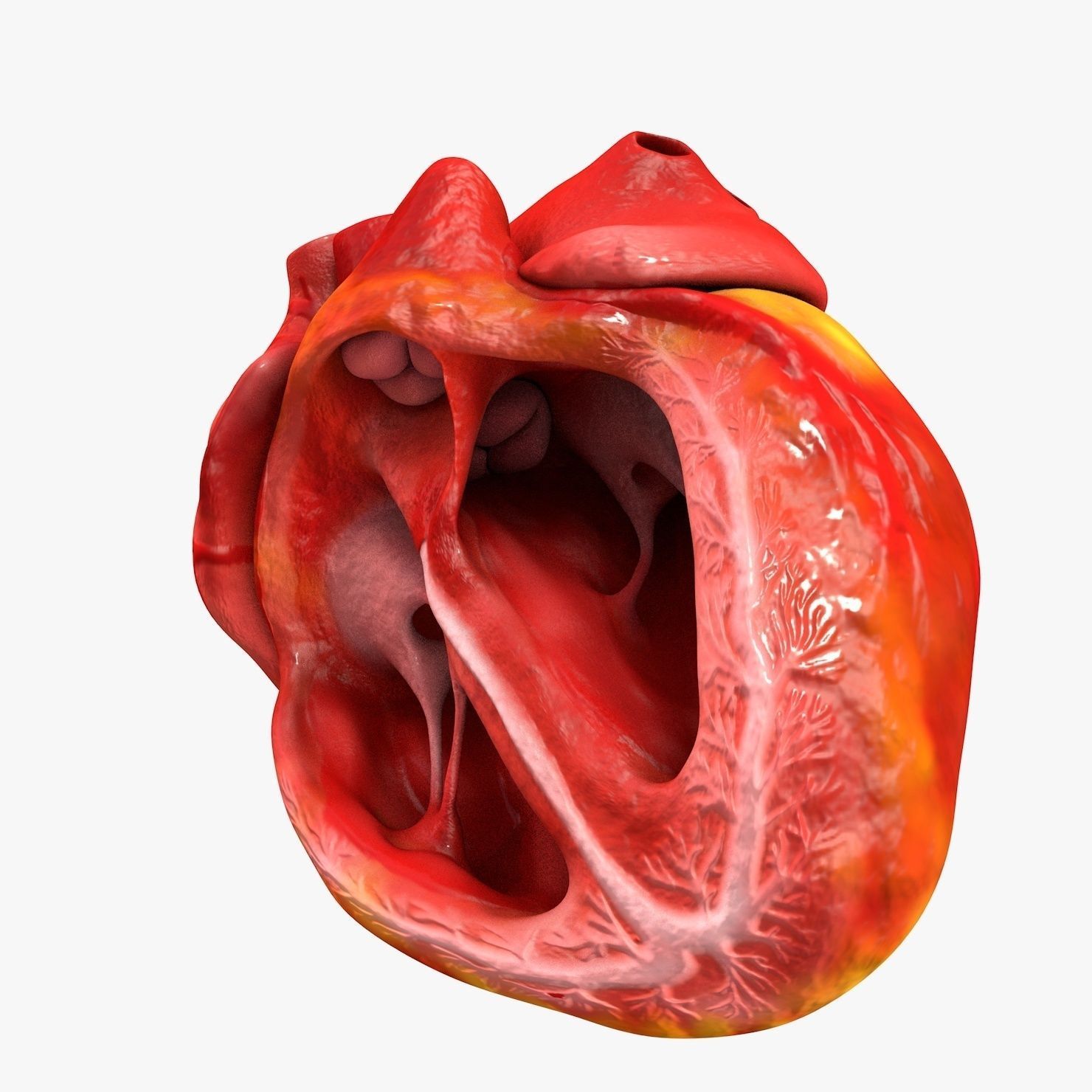 3D model Animated Realistic Human Heart - Medically Accurate VR / AR / low-poly animated | CGTrader