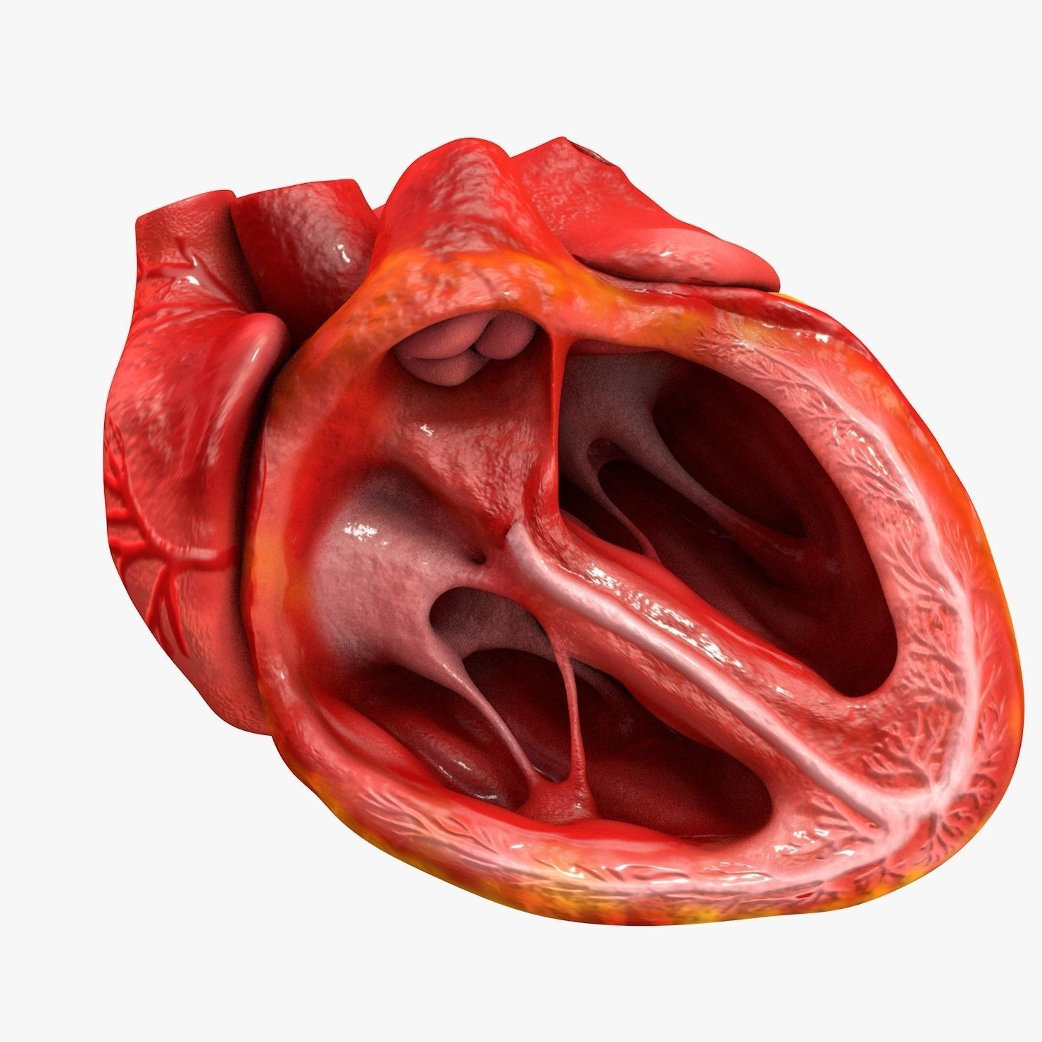 3D model Animated Realistic Human Heart - Medically Accurate VR / AR ...
